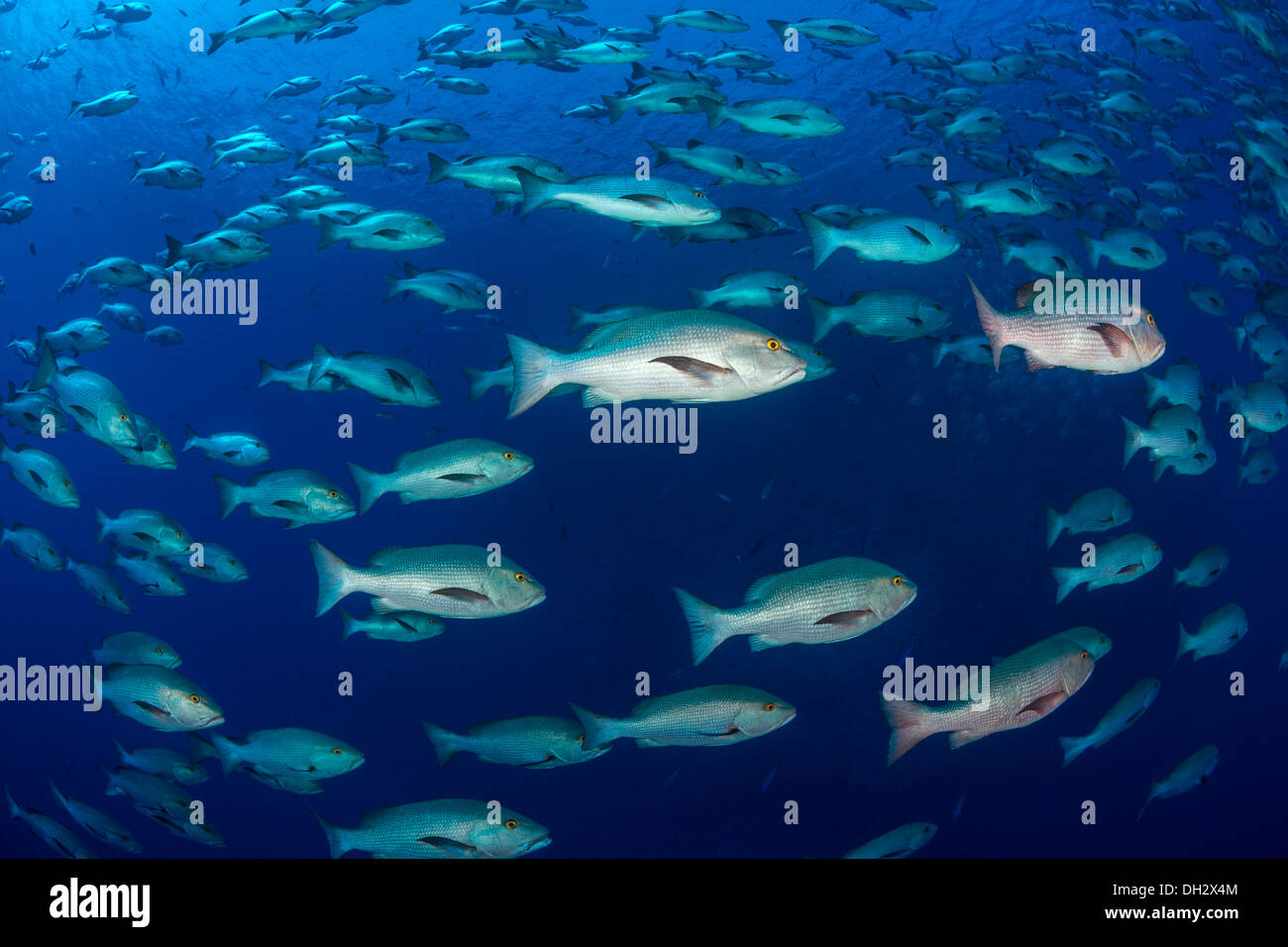 Shoal of Two-spot Red Snapper, Lutjanus bohar, Ras Muhammad, Red Sea ...