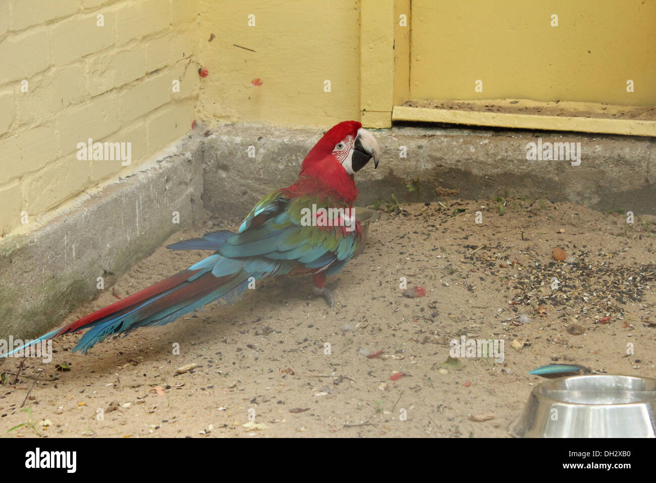 Colourful zoo animals hi-res stock photography and images - Alamy