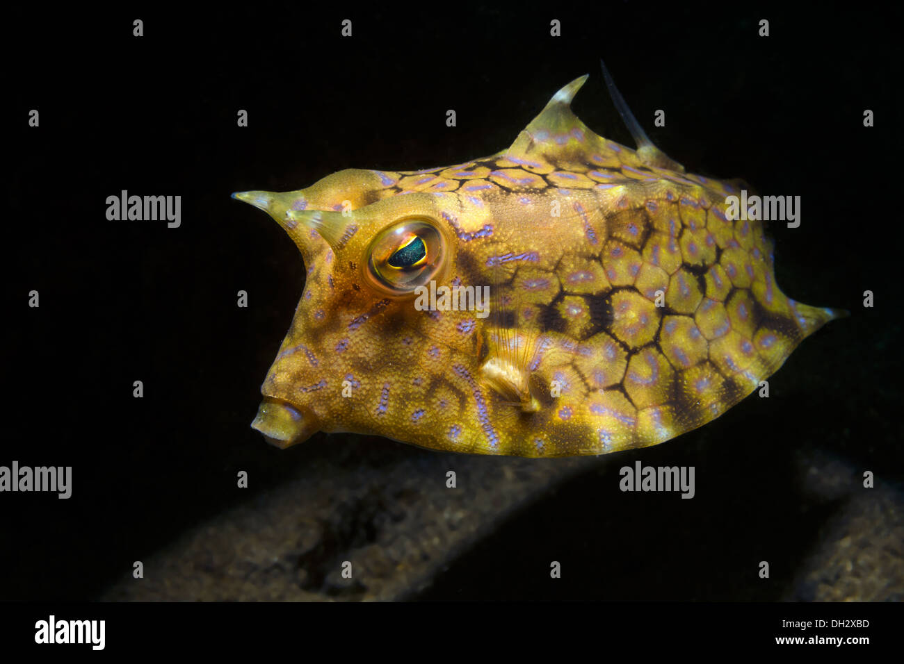 Longhorn Cowfish, Lactoria cornuta, Pantar, Alor Archipelago, Lesser ...