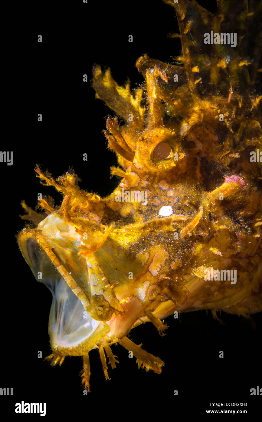 Weedy Scorpionfish, Rhinopias frondosa, Pantar, Alor Archipelago ...