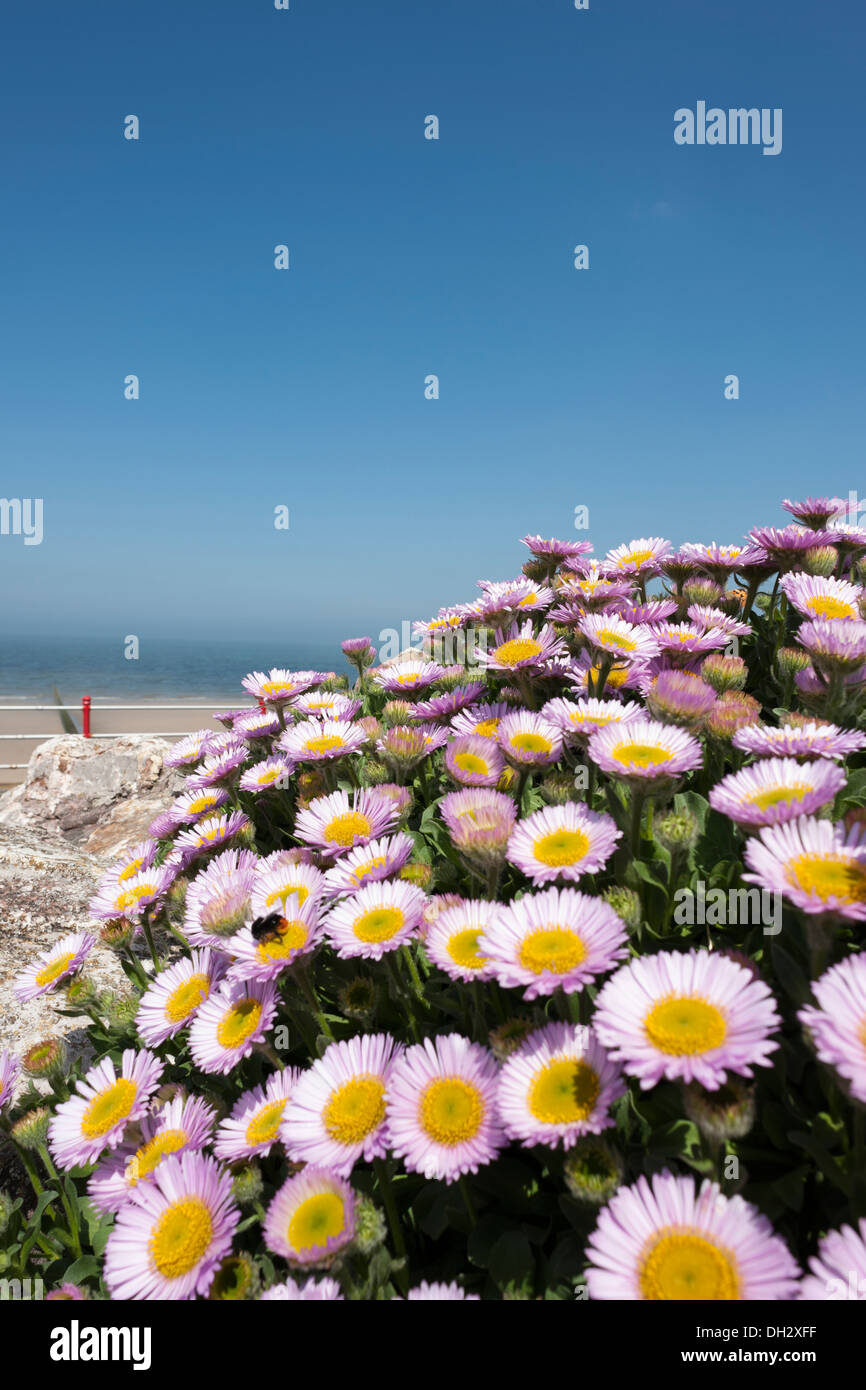 Rhyl promenade hi-res stock photography and images - Alamy