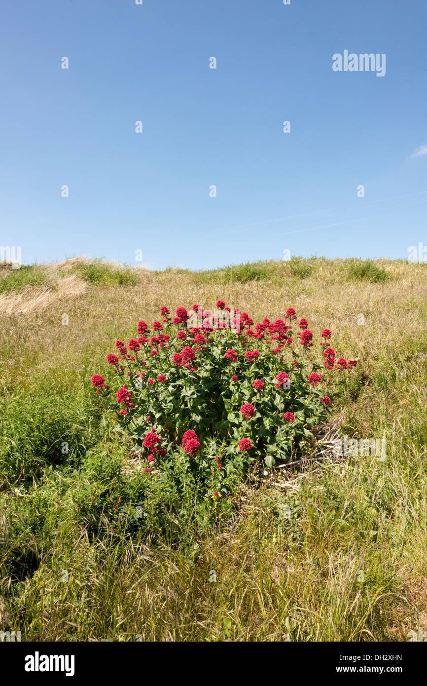 Welsh flora hi-res stock photography and images - Alamy