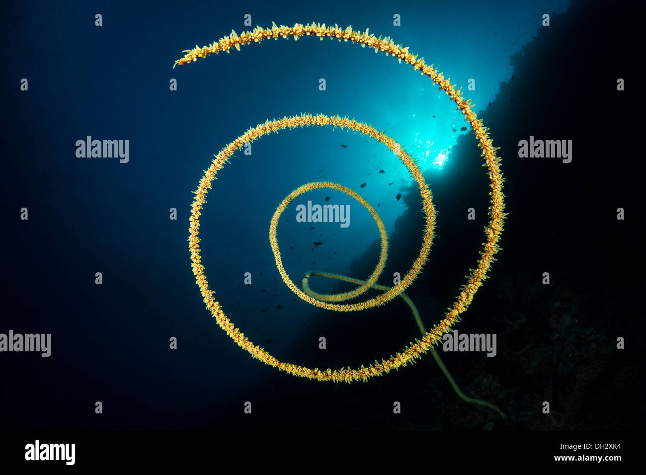 Spiral wire coral cirrhipathes spiralis hi-res stock photography and ...
