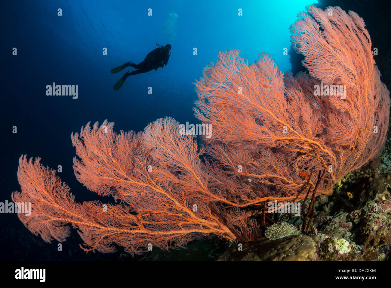 Red Sea Fan, Melithaea sp., Pantar, Alor Archipelago, Lesser Sunda ...