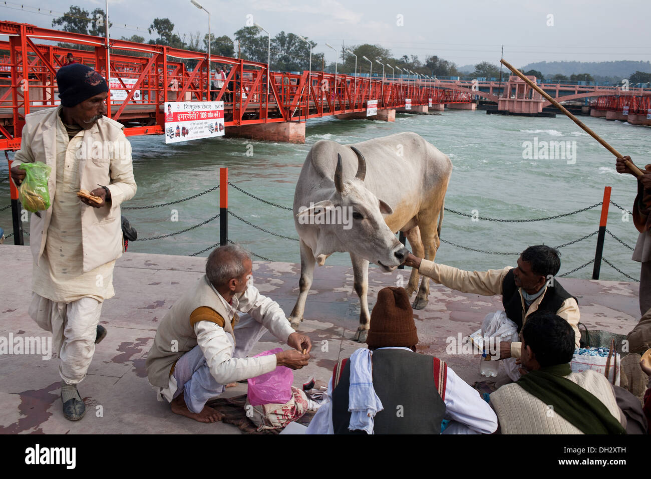 indian man feeding cow Ganga river ganges Haridwar Uttarakhand India ...