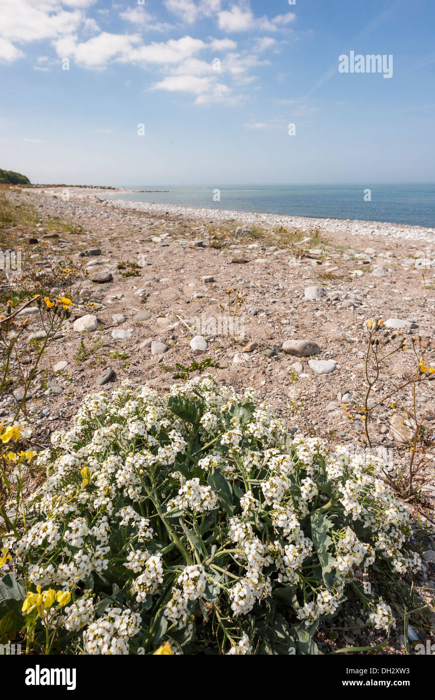 Sea Kale on the Welsh Coast Stock Photo - Alamy