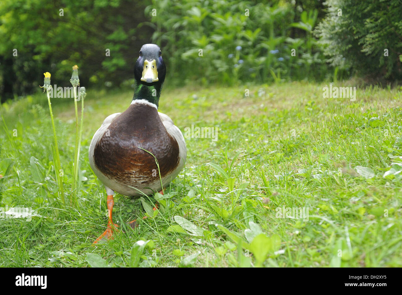 Mallard duck perspective hi-res stock photography and images - Alamy
