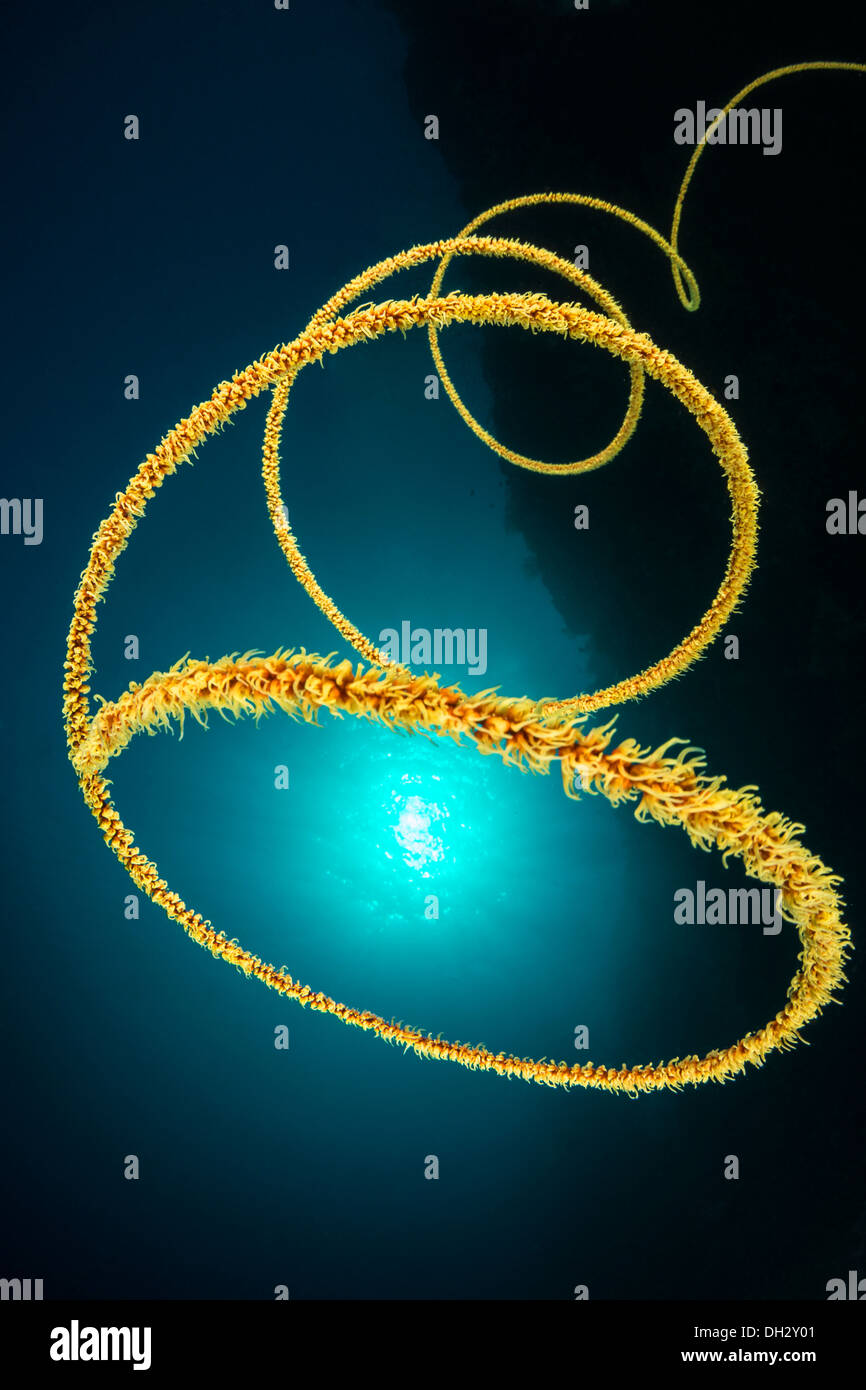 Spiral Wire Coral, Cirrhipathes spiralis, Pantar, Alor Archipelago ...
