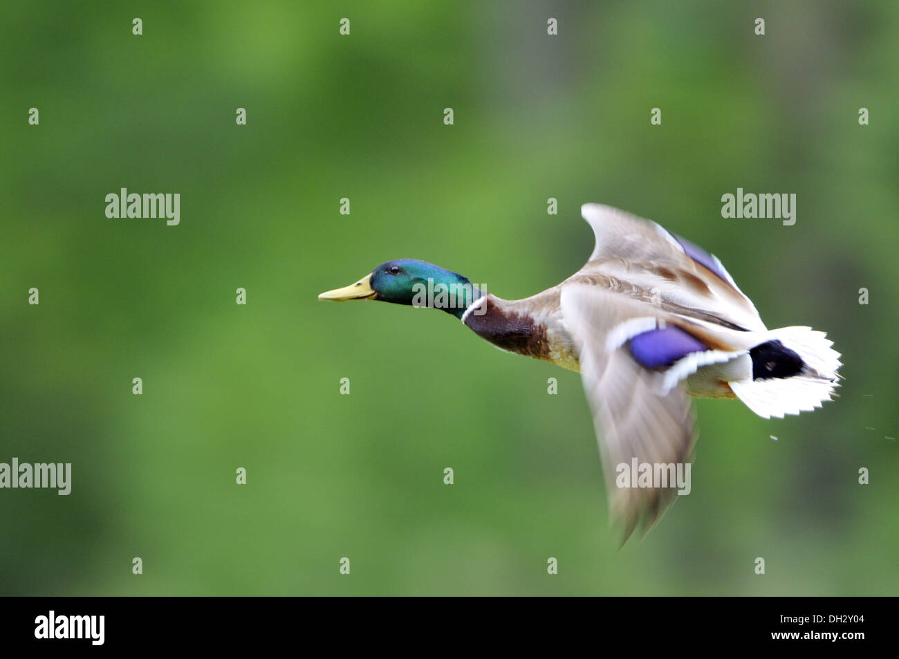 Mallard duck perspective hi-res stock photography and images - Alamy