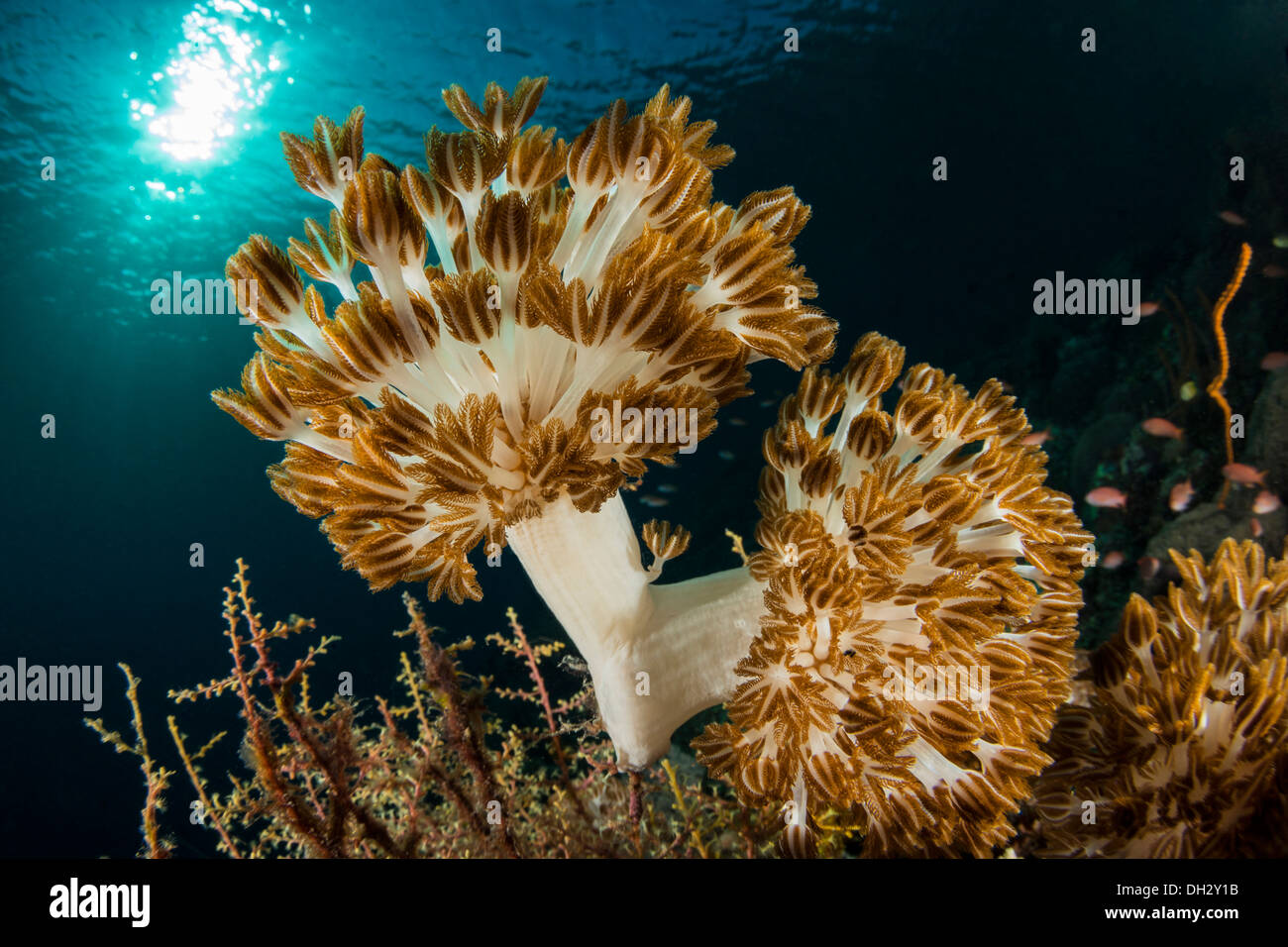 Flower Soft Coral, Xenia sp., Pantar, Alor Archipelago, Lesser Sunda ...