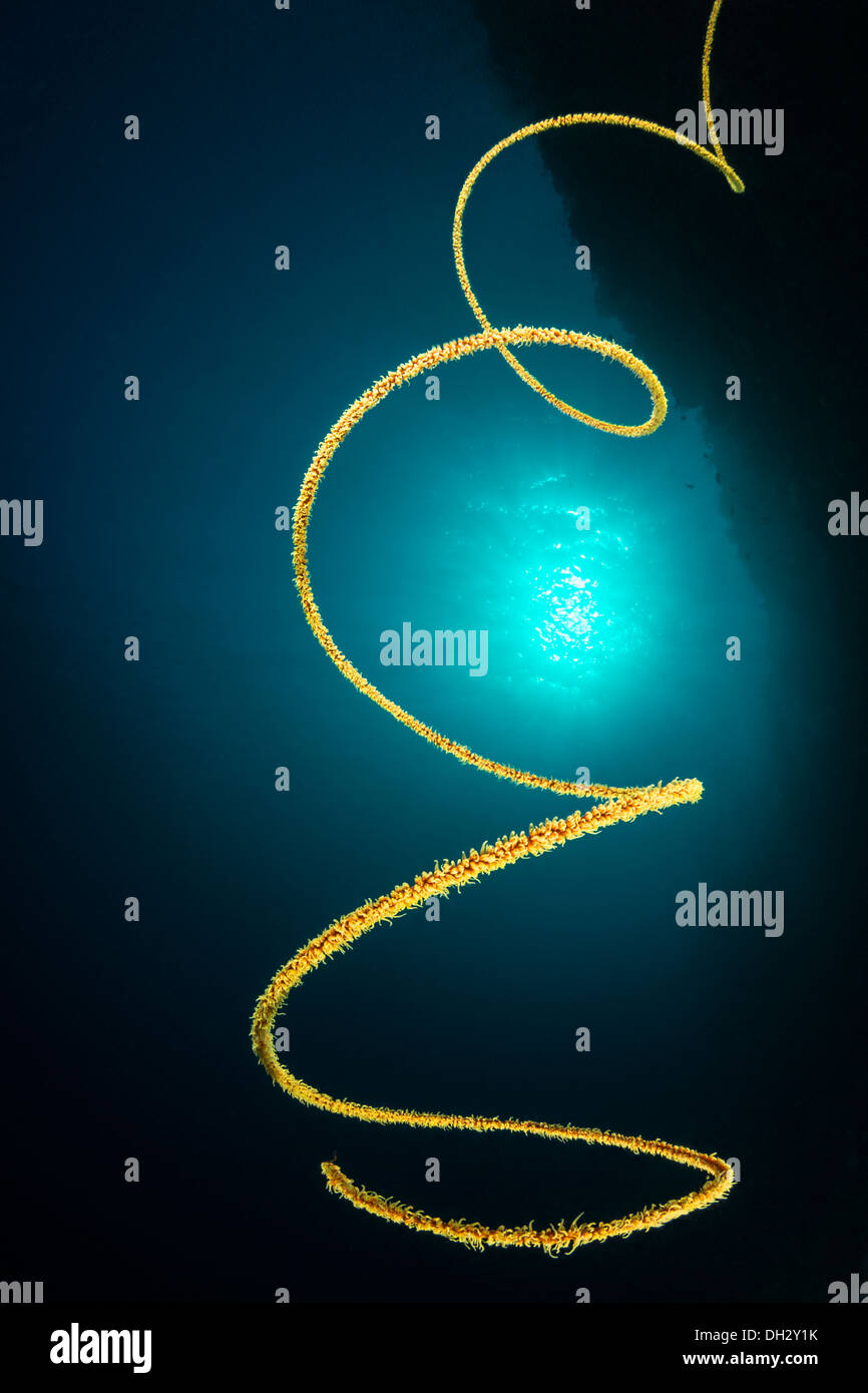 Spiral Wire Coral, Cirrhipathes spiralis, Pantar, Alor Archipelago ...