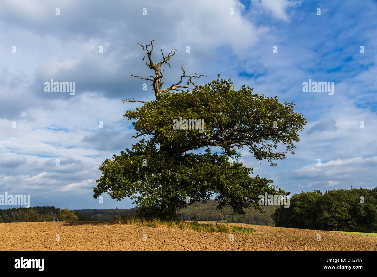 Thousand year oak hi-res stock photography and images - Alamy