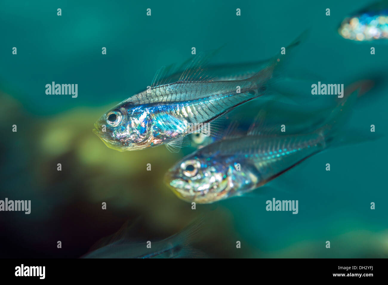 Shoal of Pygmy Sweeper, Parapriacanthus dispar, Pantar, Alor ...