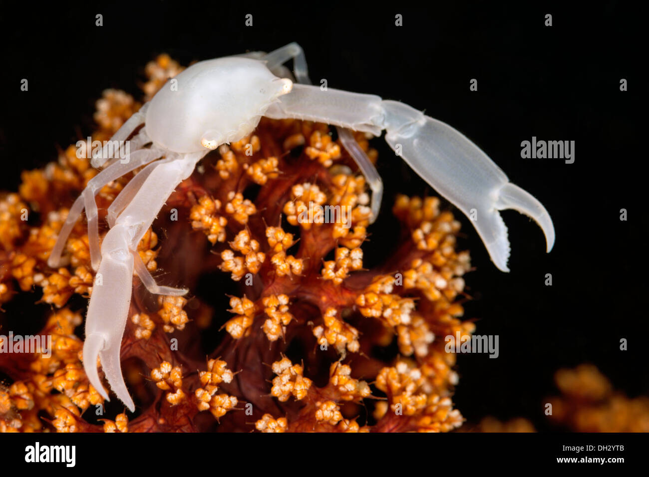 Trapezia sp hi-res stock photography and images - Alamy