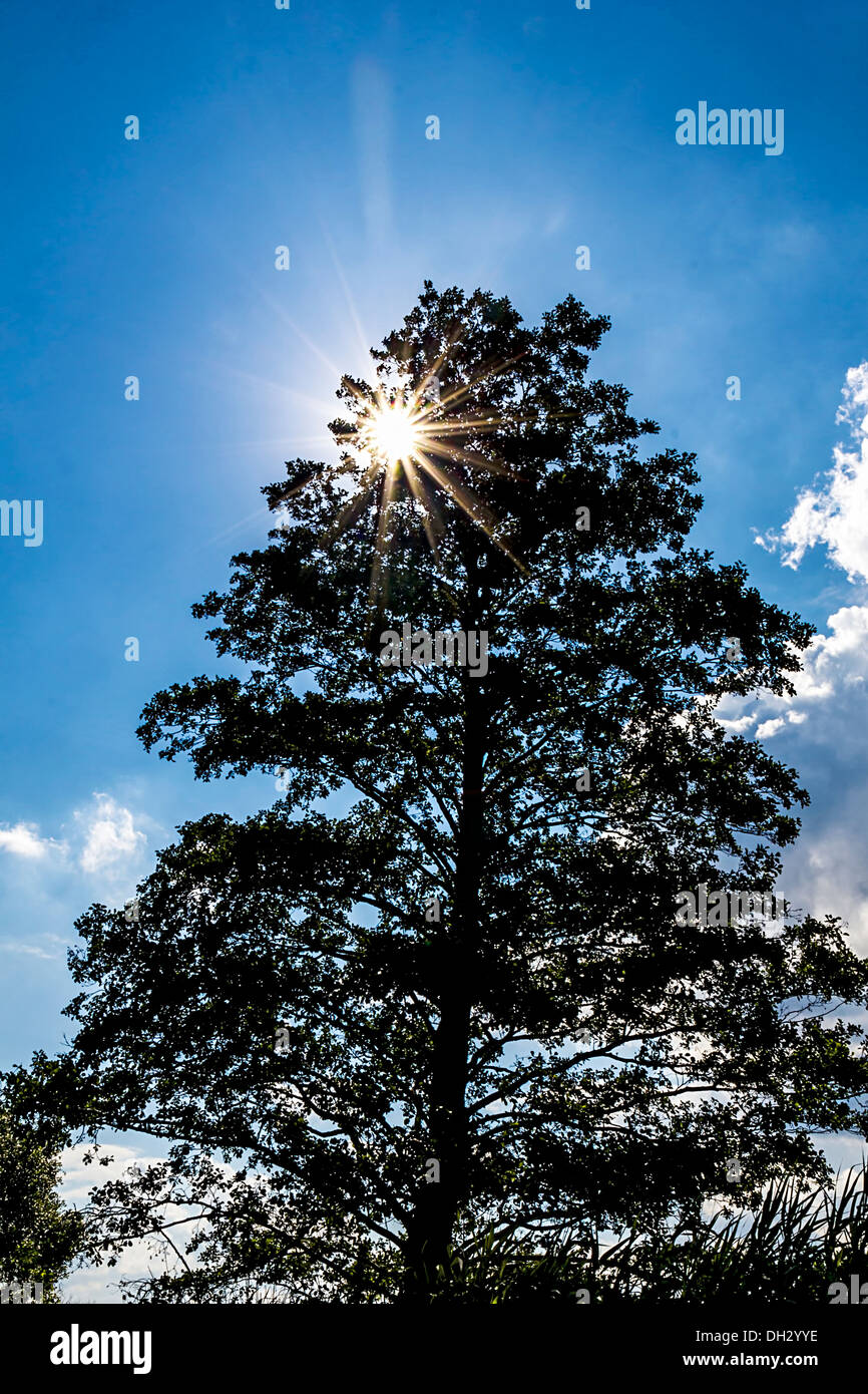 Sun through solitary tree hi-res stock photography and images - Alamy