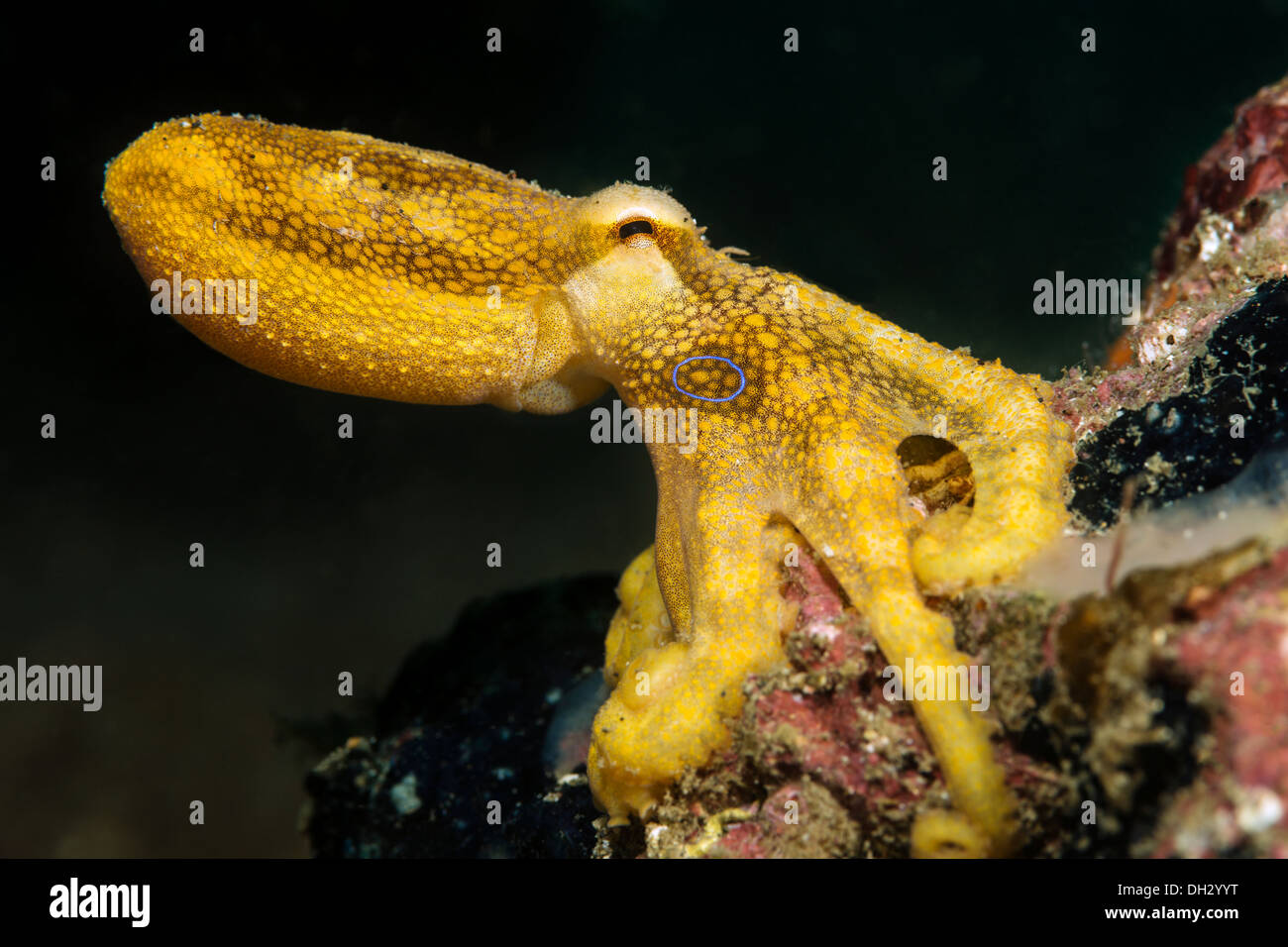 Amphioctopus mototi High Resolution Stock Photography and Images - Alamy