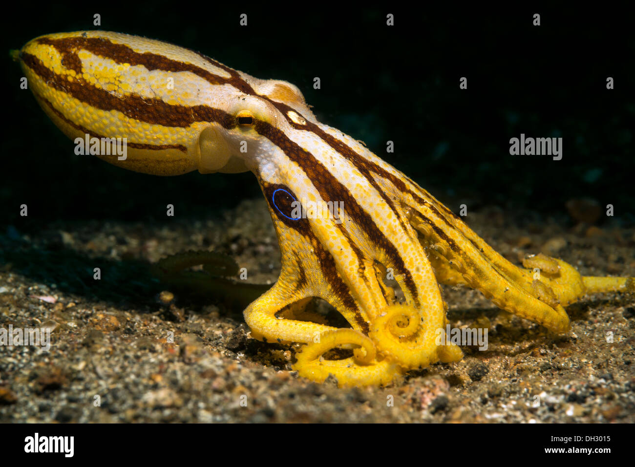 Poison ocellate octopus octopus mototi hi-res stock photography and ...
