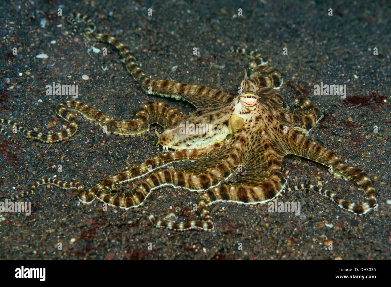 Thaumoctopus Mimicus Not Wonderpus High Resolution Stock Photography ...