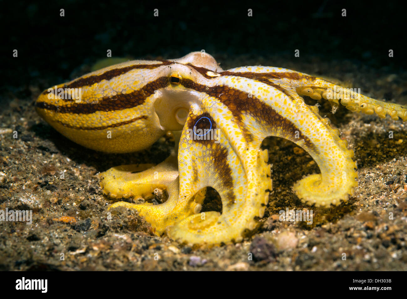 Poison ocellate octopus hi-res stock photography and images - Alamy
