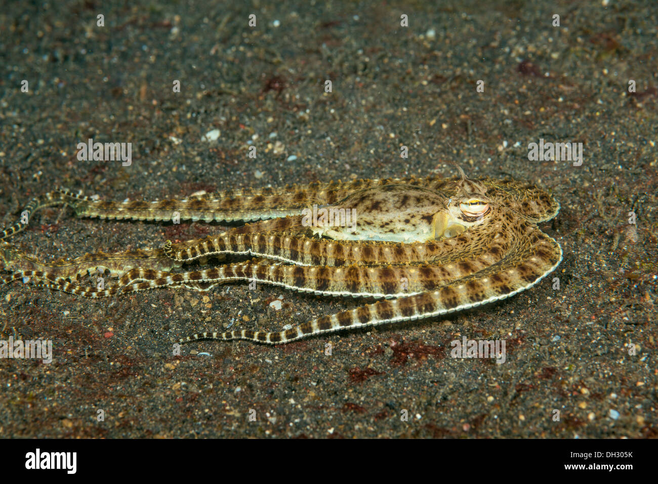 Mimic octopus hi-res stock photography and images - Alamy