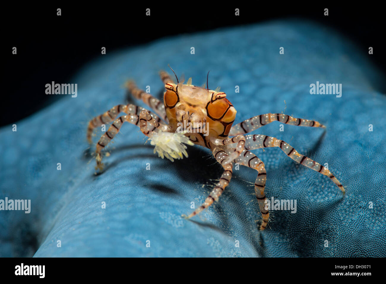 Boxer Crab on blue Starfish, Lybia tesselata, Lembeh Strait, North ...