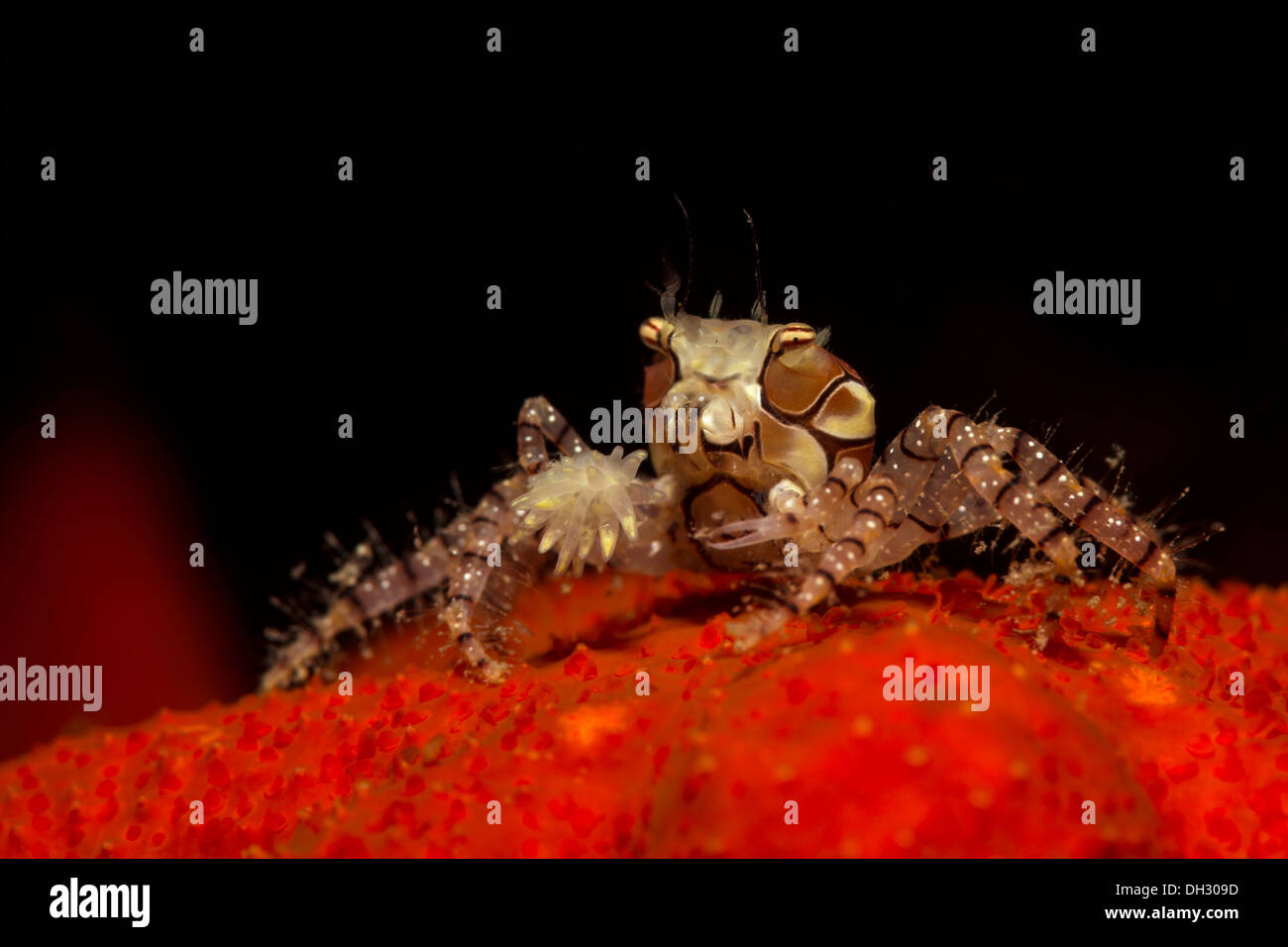 Boxer Crab on red Starfish, Lybia tesselata, Lembeh Strait, North ...