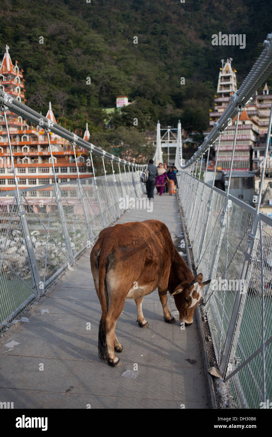 Cow on Laxman jhula bridge Rishikesh Uttarakhand India Asia Stock Photo ...
