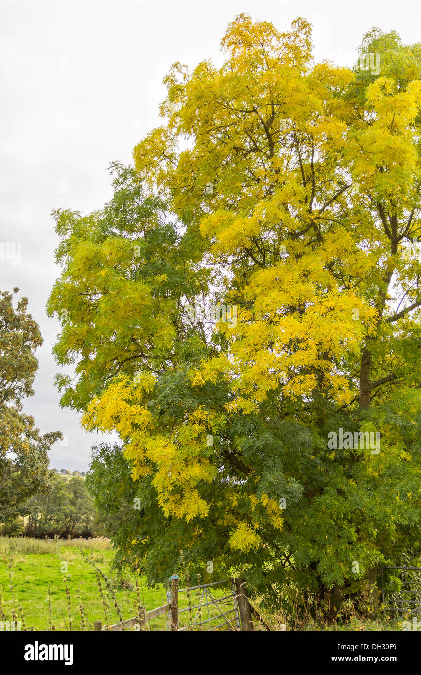 Ash Fall Stock Photos & Ash Fall Stock Images - Alamy