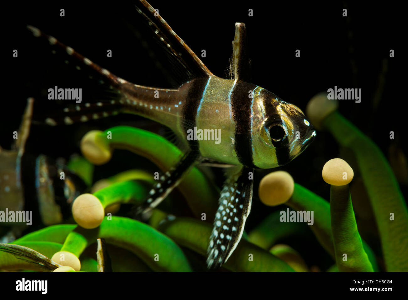 Banggai Cardinal Fish, Pterapogon kauderni, Lembeh Strait, North ...