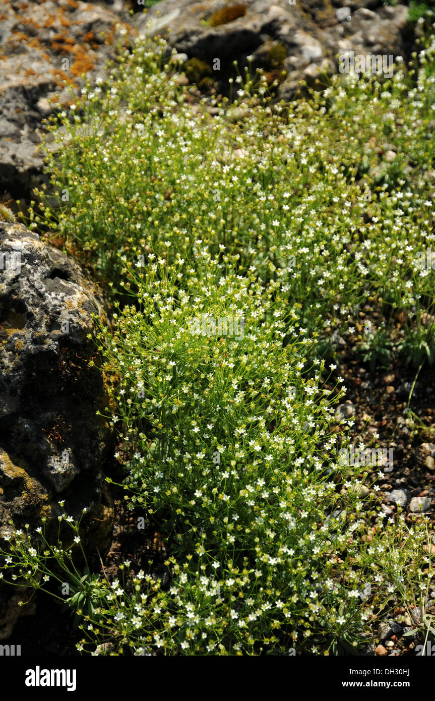 Androsace septentrionalis hi-res stock photography and images - Alamy