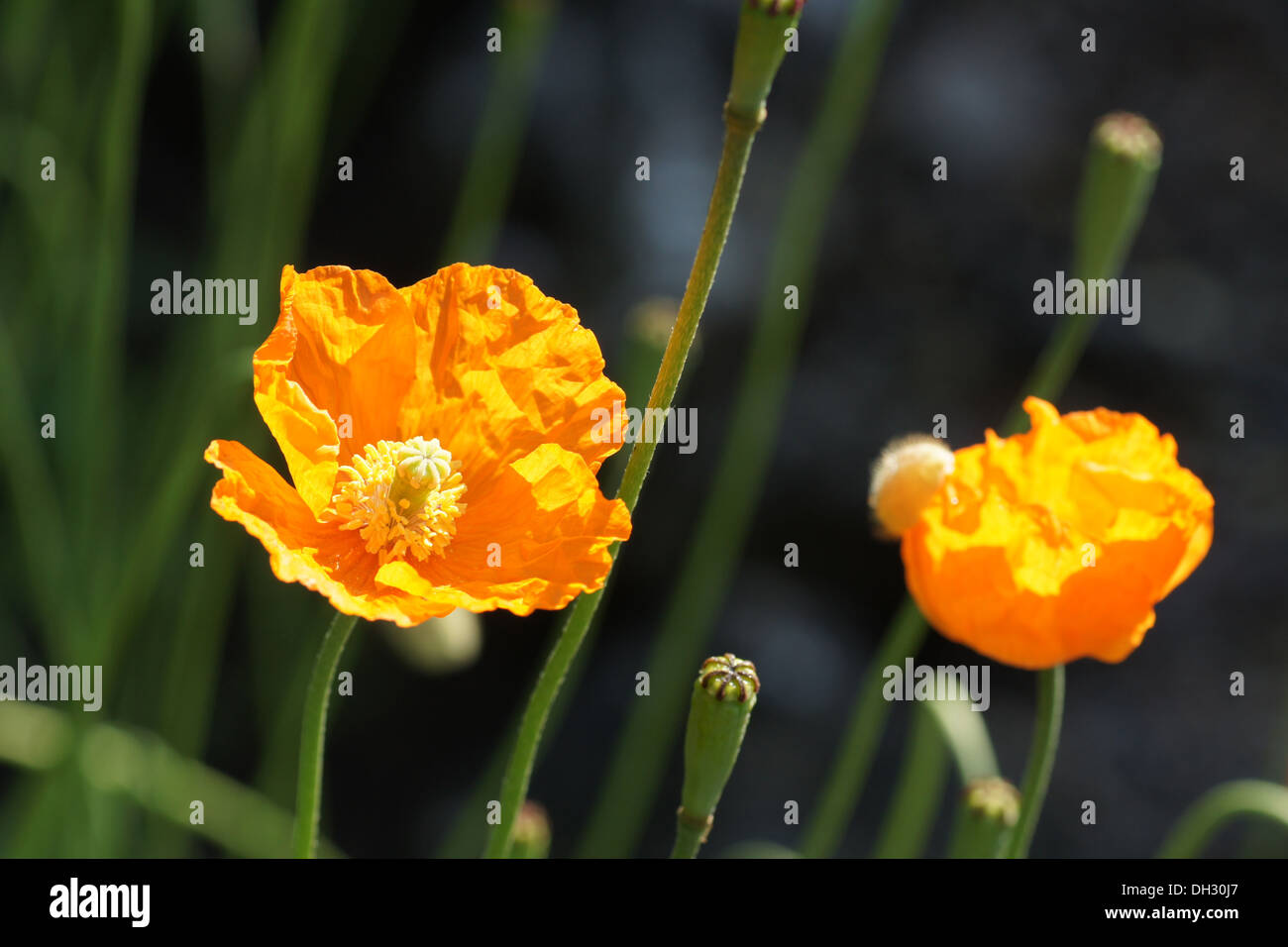Papaver popovi hi-res stock photography and images - Alamy