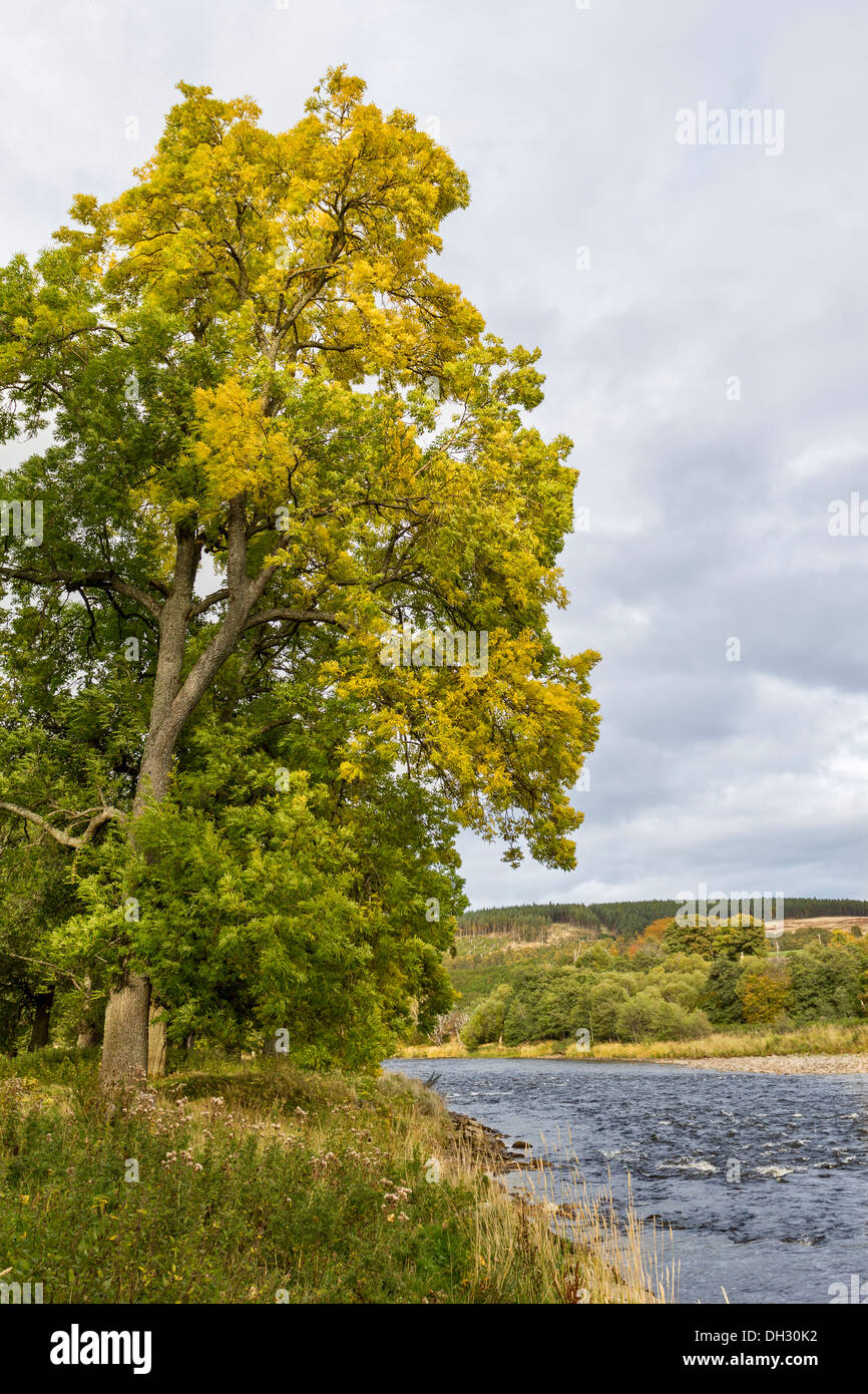 Ash tree fraxinus autumn yellow hi-res stock photography and images - Alamy