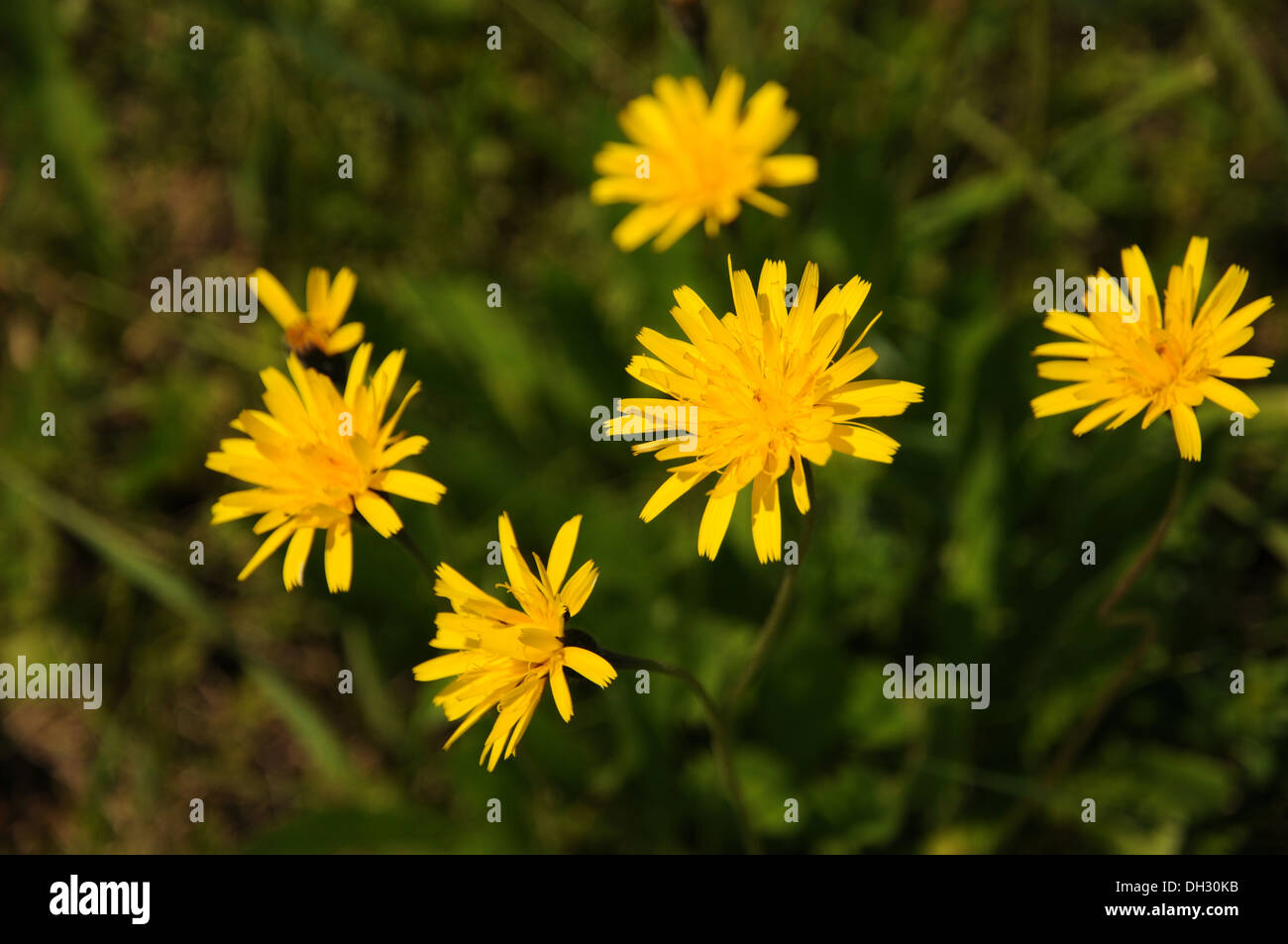 Hawkbit hi-res stock photography and images - Alamy
