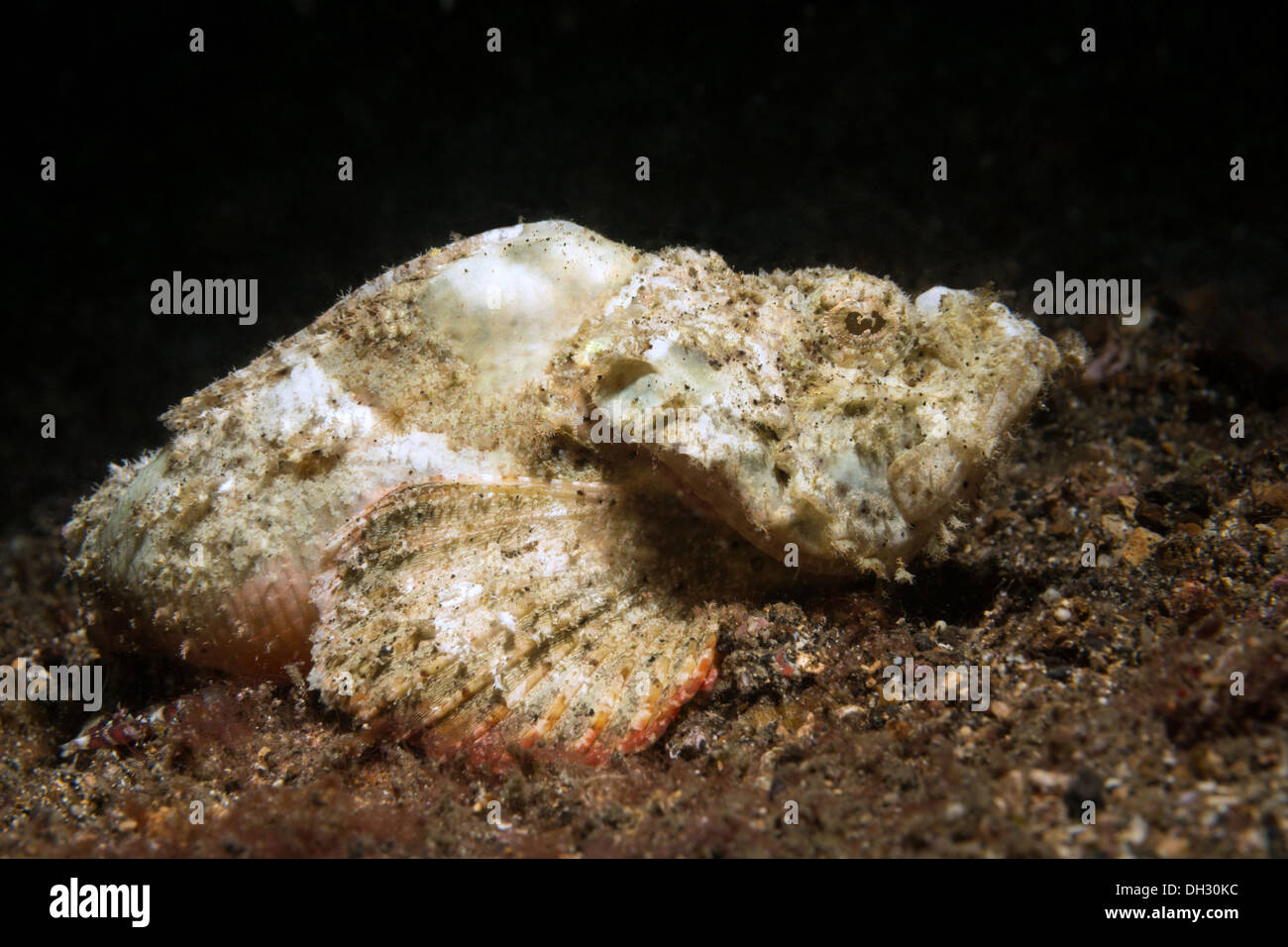 White devil hi-res stock photography and images - Alamy