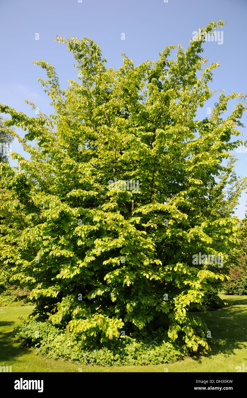 Ironwood Trees High Resolution Stock Photography and Images - Alamy