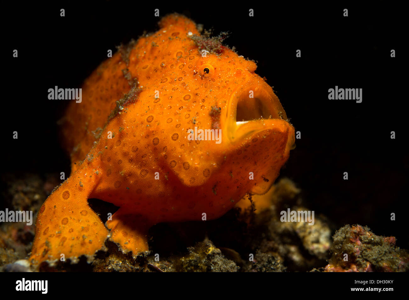 Spotted Frogfish, Antennarius pictus, Lembeh Strait, North Sulawesi ...