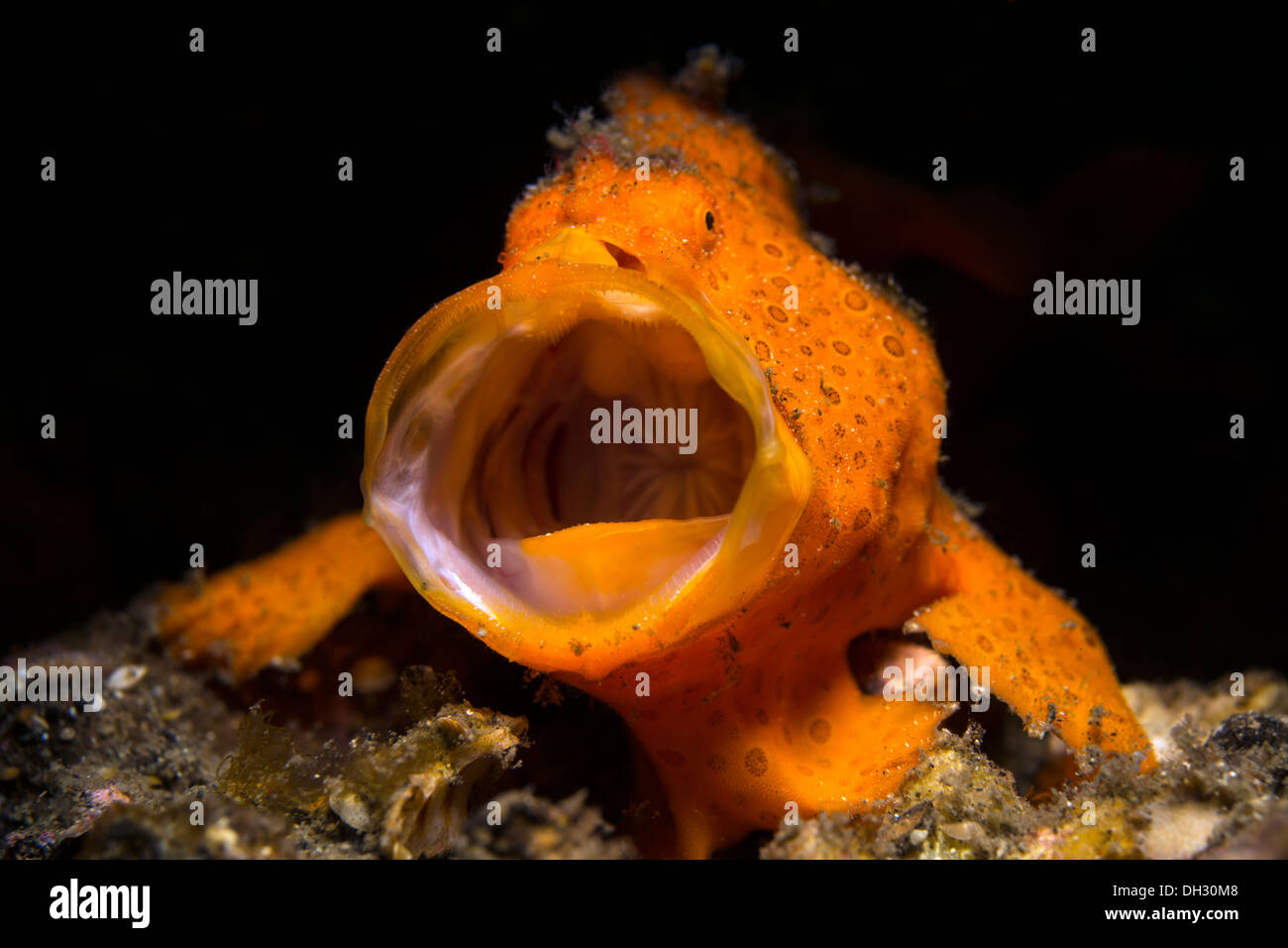 Frogfish yawn hi-res stock photography and images - Alamy