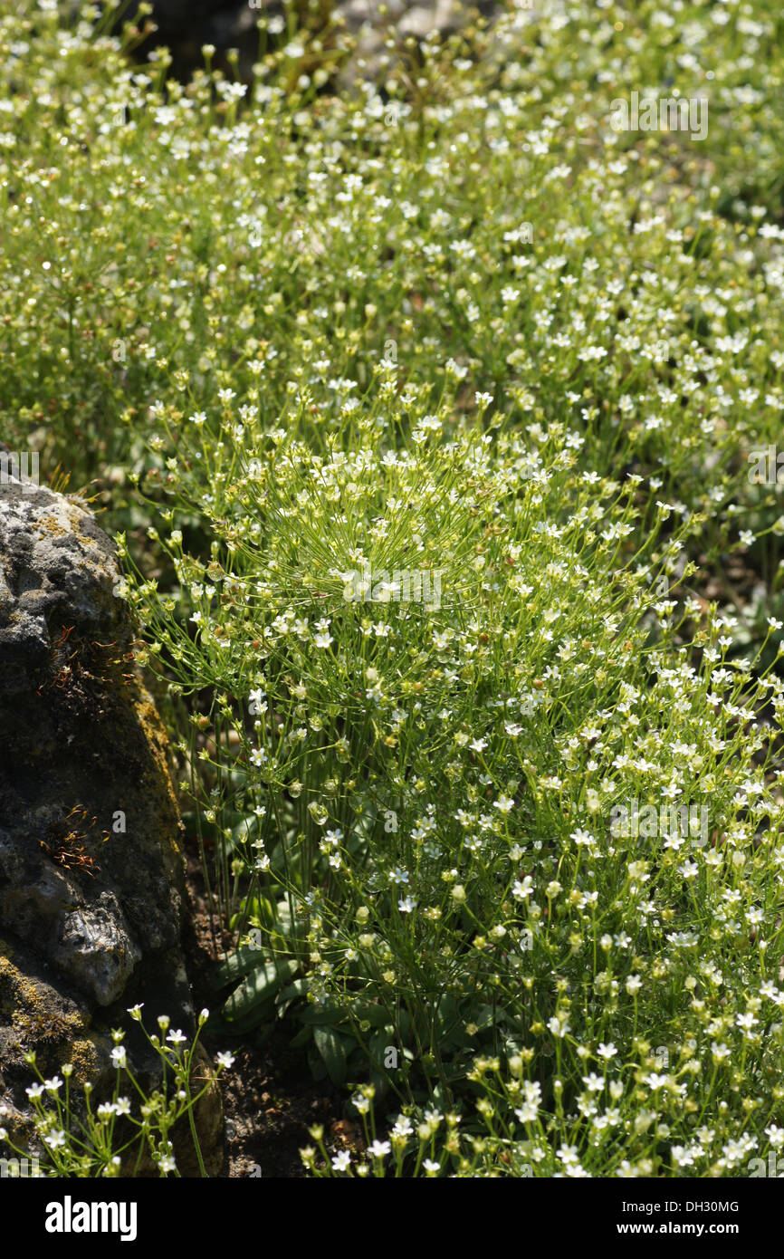 Androsace septentrionalis hi-res stock photography and images - Alamy