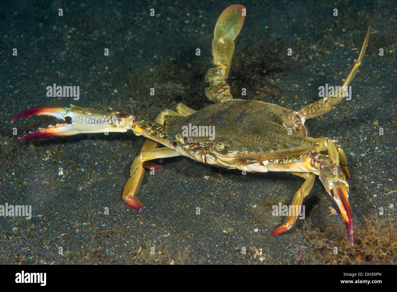 Portunus pelagicus hi-res stock photography and images - Alamy
