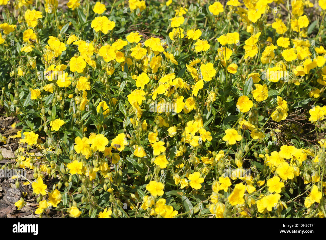 Rockroses hi-res stock photography and images - Alamy