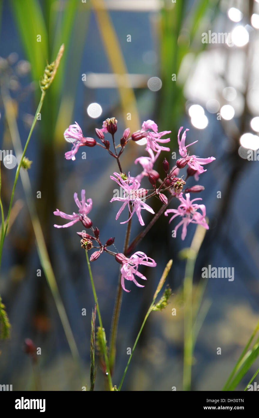 Ragged robin hi-res stock photography and images - Alamy
