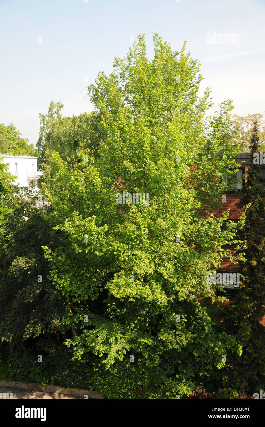 Field Elm Stock Photos & Field Elm Stock Images - Alamy