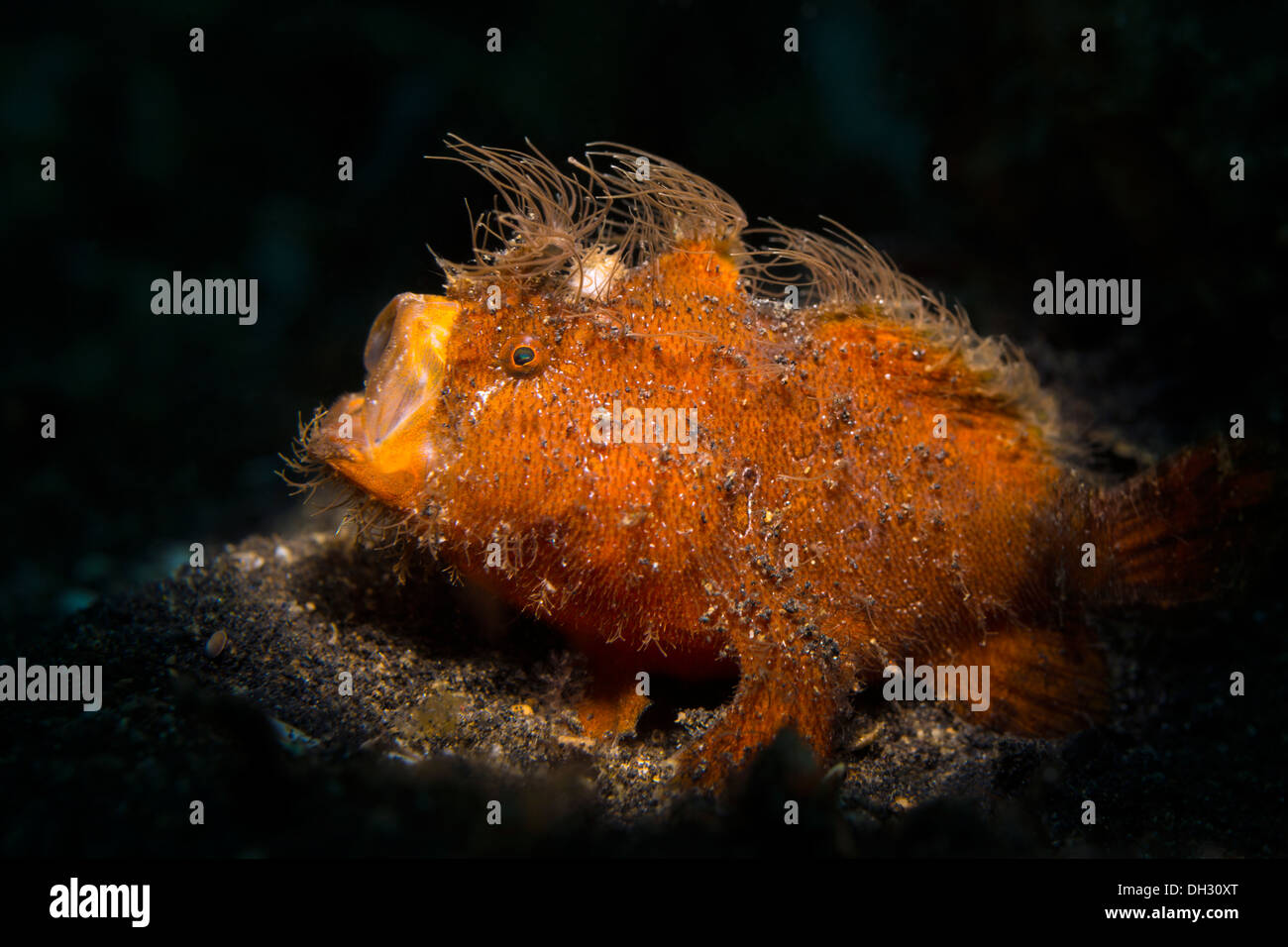 Shaggy frogfish antennarius hispidus hi-res stock photography and ...