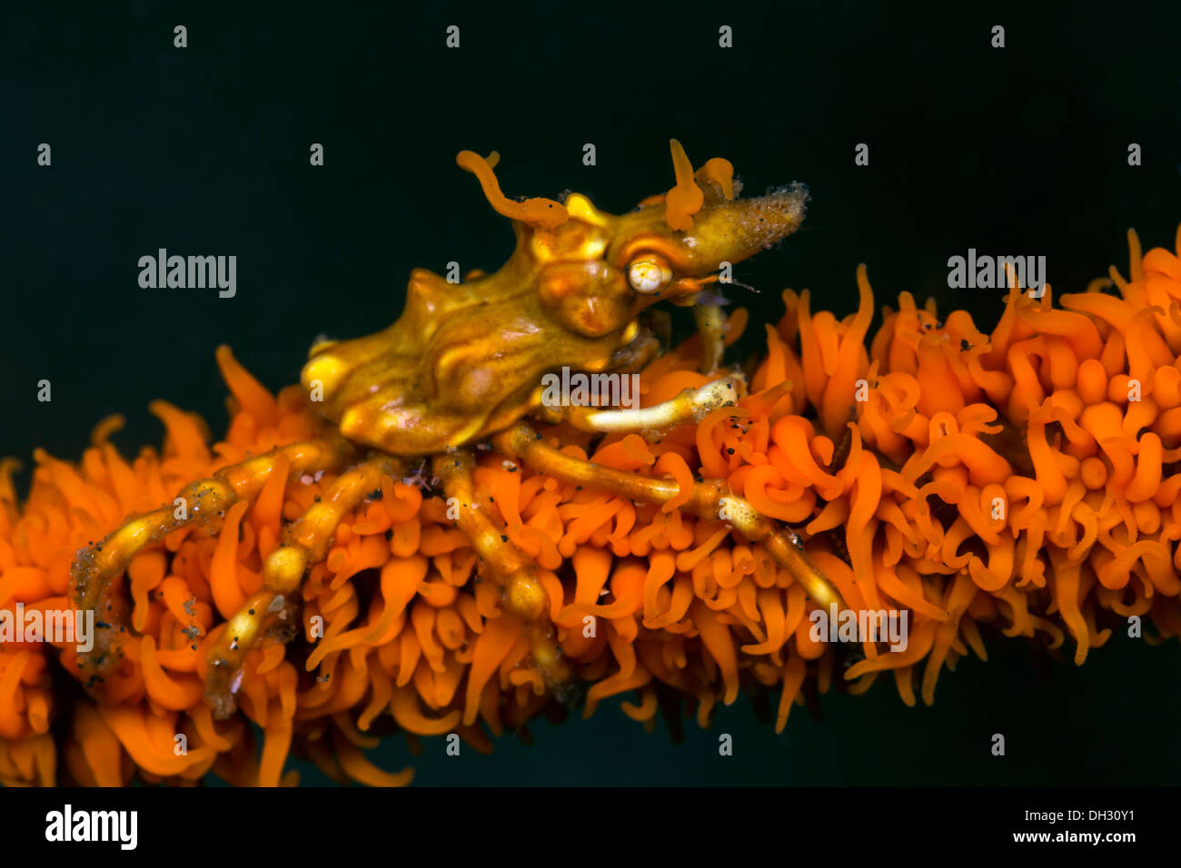 Whip coral spider crab, Xenocarcinus tuberculatus, Lembeh Strait, North ...