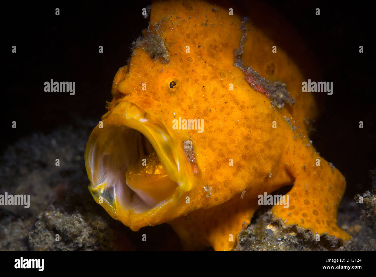 Spotted Frogfish, Antennarius pictus, Lembeh Strait, North Sulawesi ...