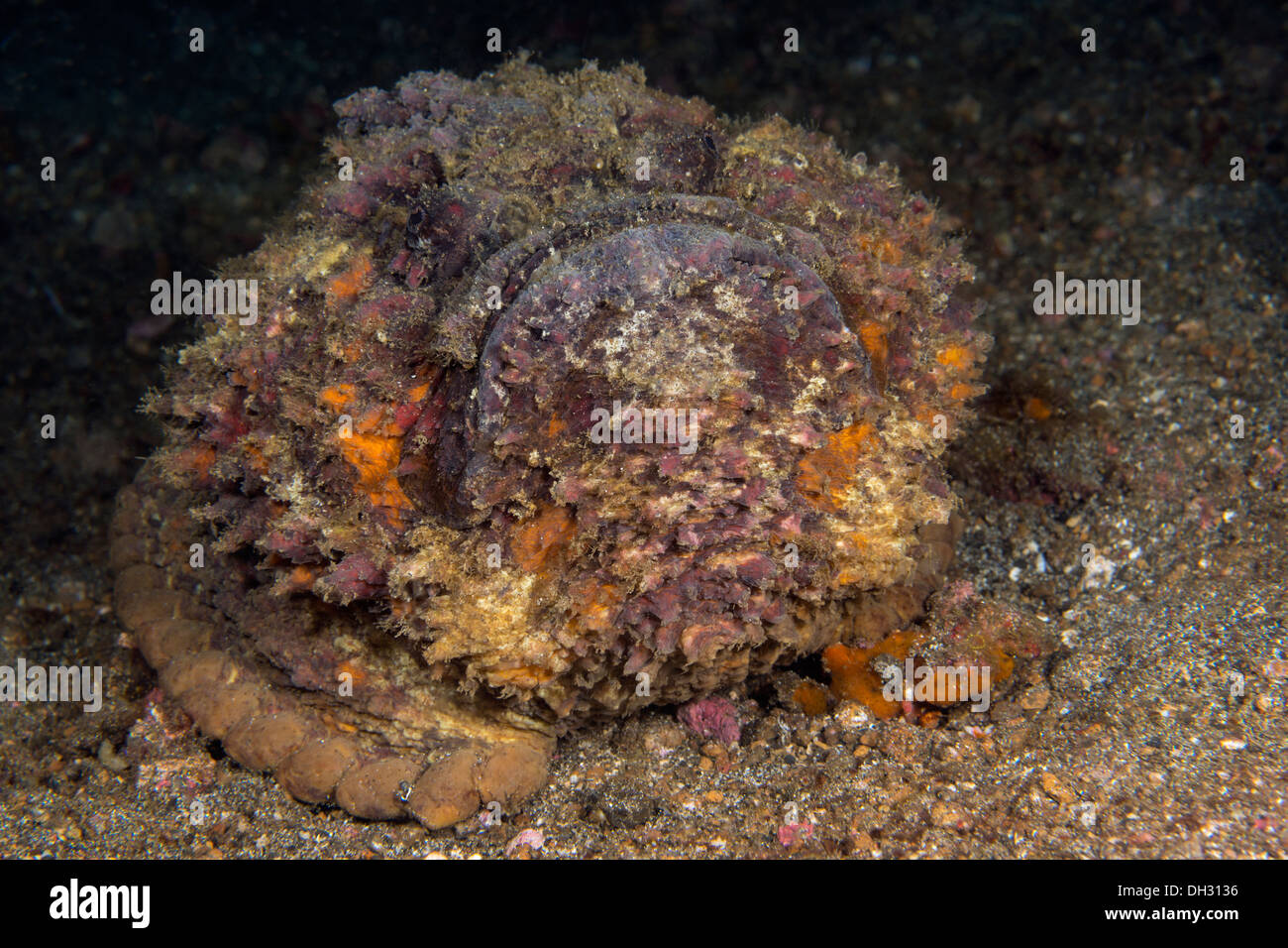 Venomous Stone Fish, Synanceia verrucosa, Lembeh Strait, North Sulawesi ...