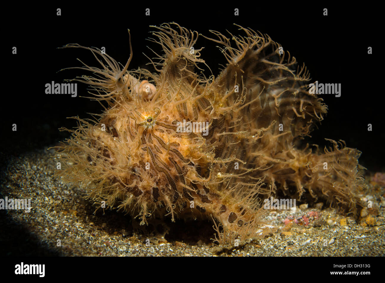 Striated Frogfish, Antennarius striatus, Lembeh Strait, North Sulawesi ...