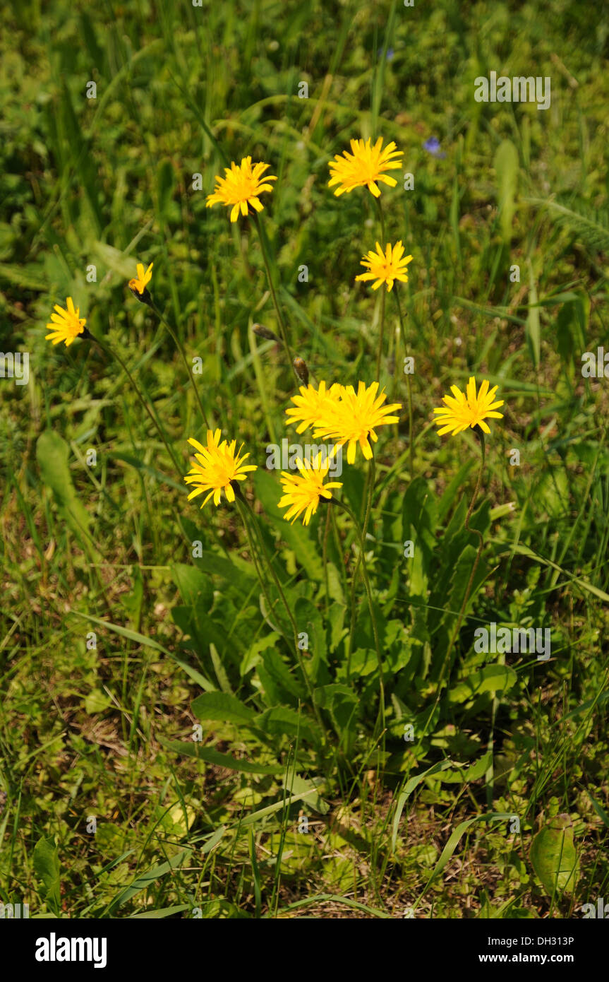 Hawkbit hi-res stock photography and images - Alamy