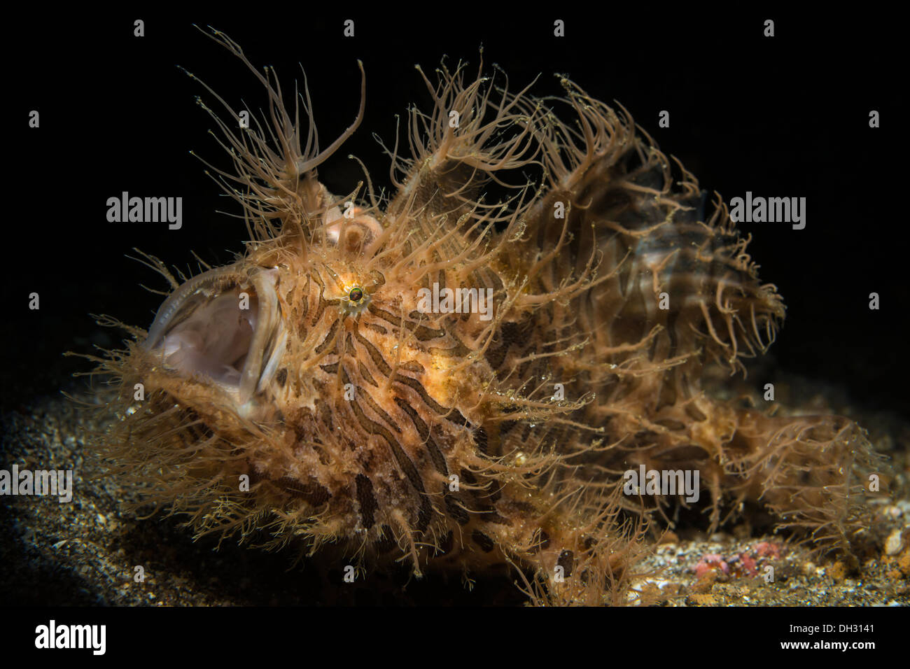 Striated Frogfish, Antennarius striatus, Lembeh Strait, North Stock ...