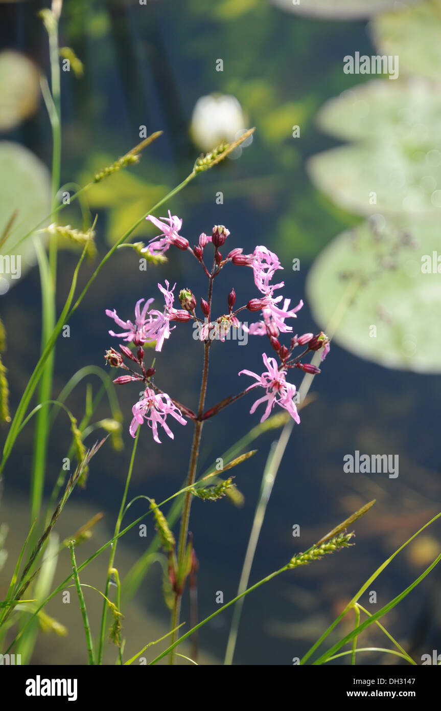 Ragged robin garden hi-res stock photography and images - Alamy